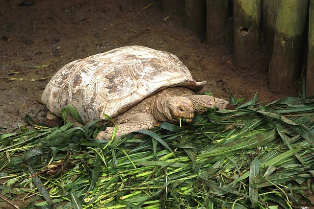 Animal Turtle Zoo - Free photo on Pixabay - Pixabay