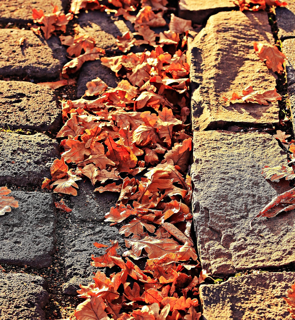 1,000+ Free Autumn Rain & Rain Images - Pixabay