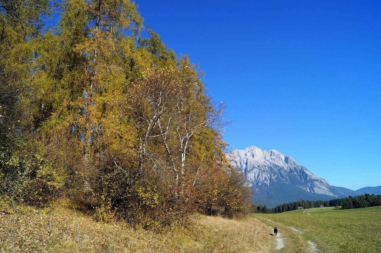 Fall Blue Sky Tree - Free photo on Pixabay - Pixabay