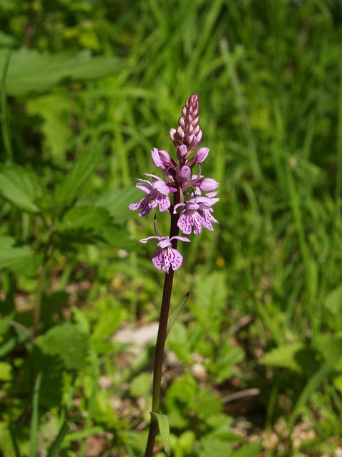 Plant Wetland Orchid Fuchsian - Free photo on Pixabay