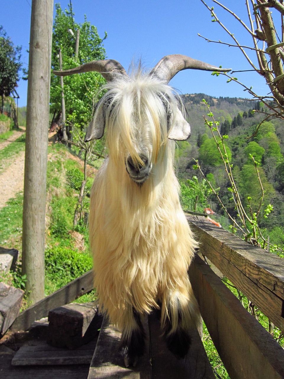 Cabra Rize - Foto gratis en Pixabay - Pixabay