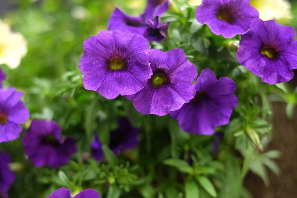 100 Purple Flowers With Names, Pictures, And Growing Tips, 47% OFF