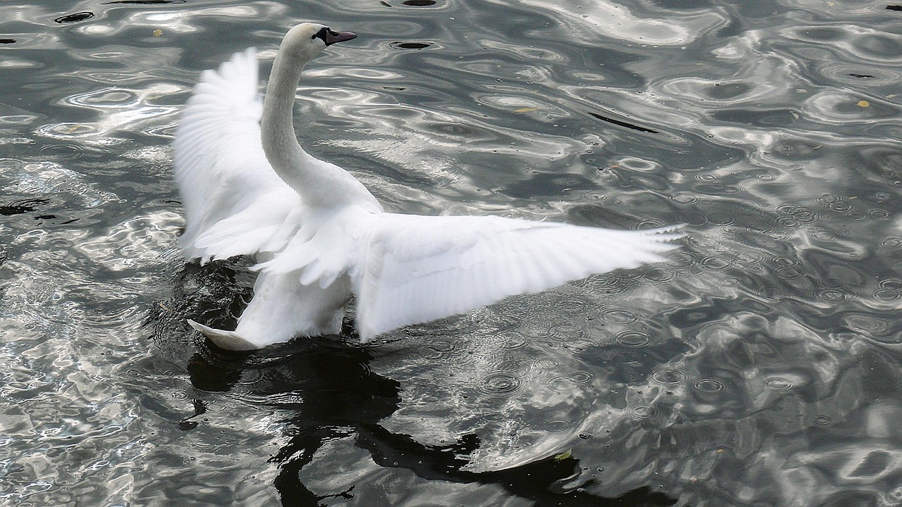 Swan My Dear White - Free photo on Pixabay - Pixabay