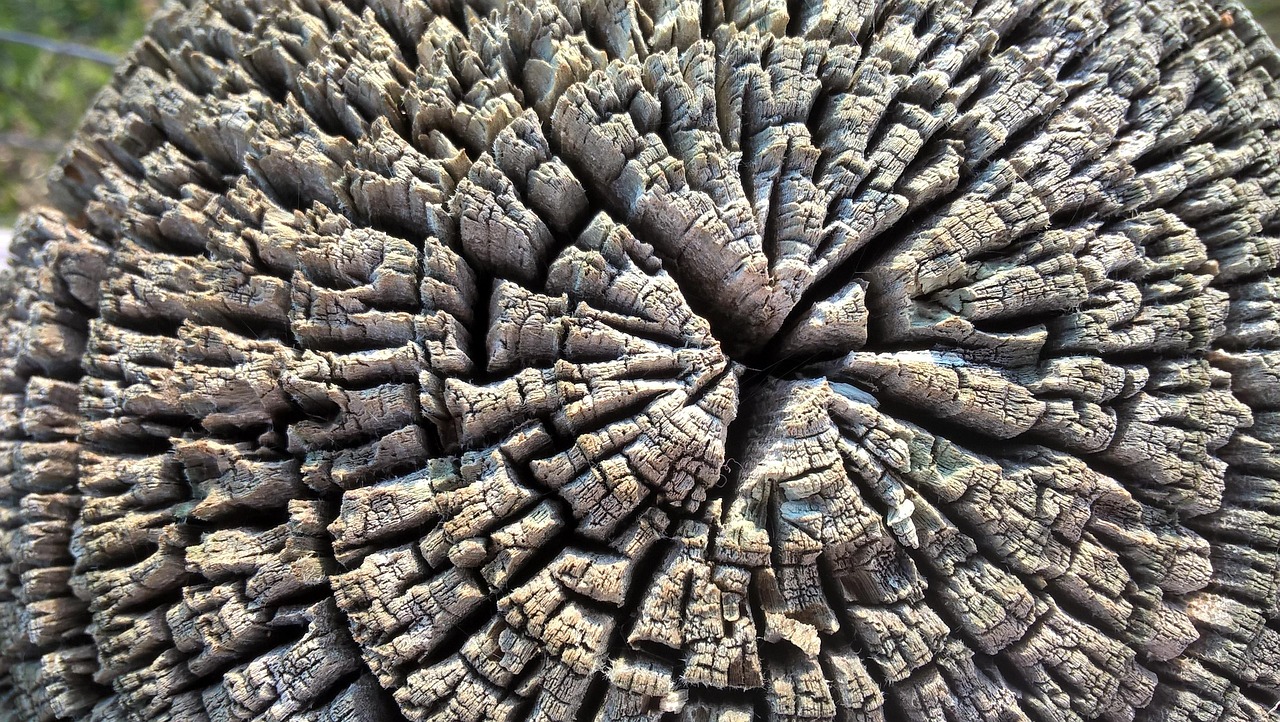 Madera Árbol Tablas De - Foto gratis en Pixabay - Pixabay