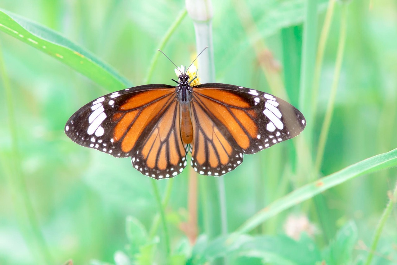 30,000+ Free Butterfly Pictures & Images [HD] - Pixabay