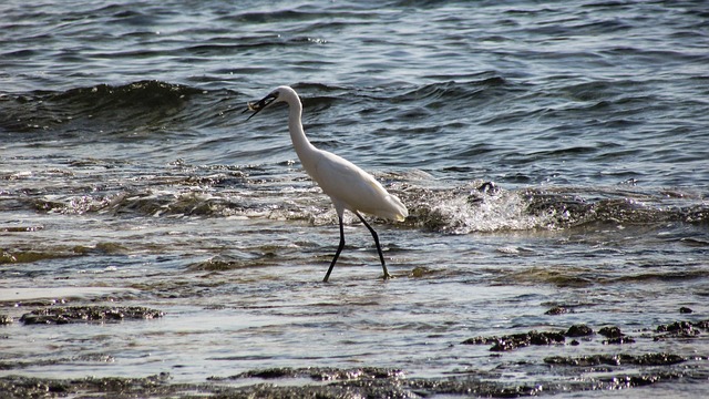 Garza Pesca Pájaro - Foto gratis en Pixabay - Pixabay