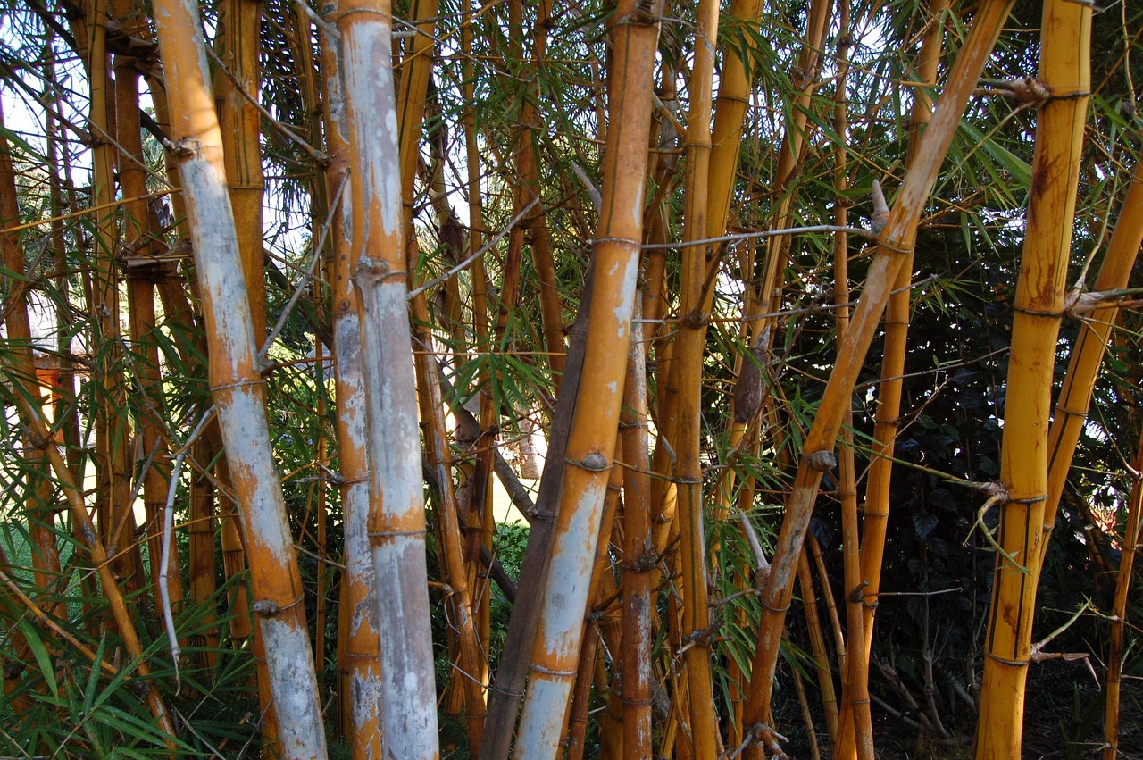 Bamboo Tree - Free photo on Pixabay - Pixabay