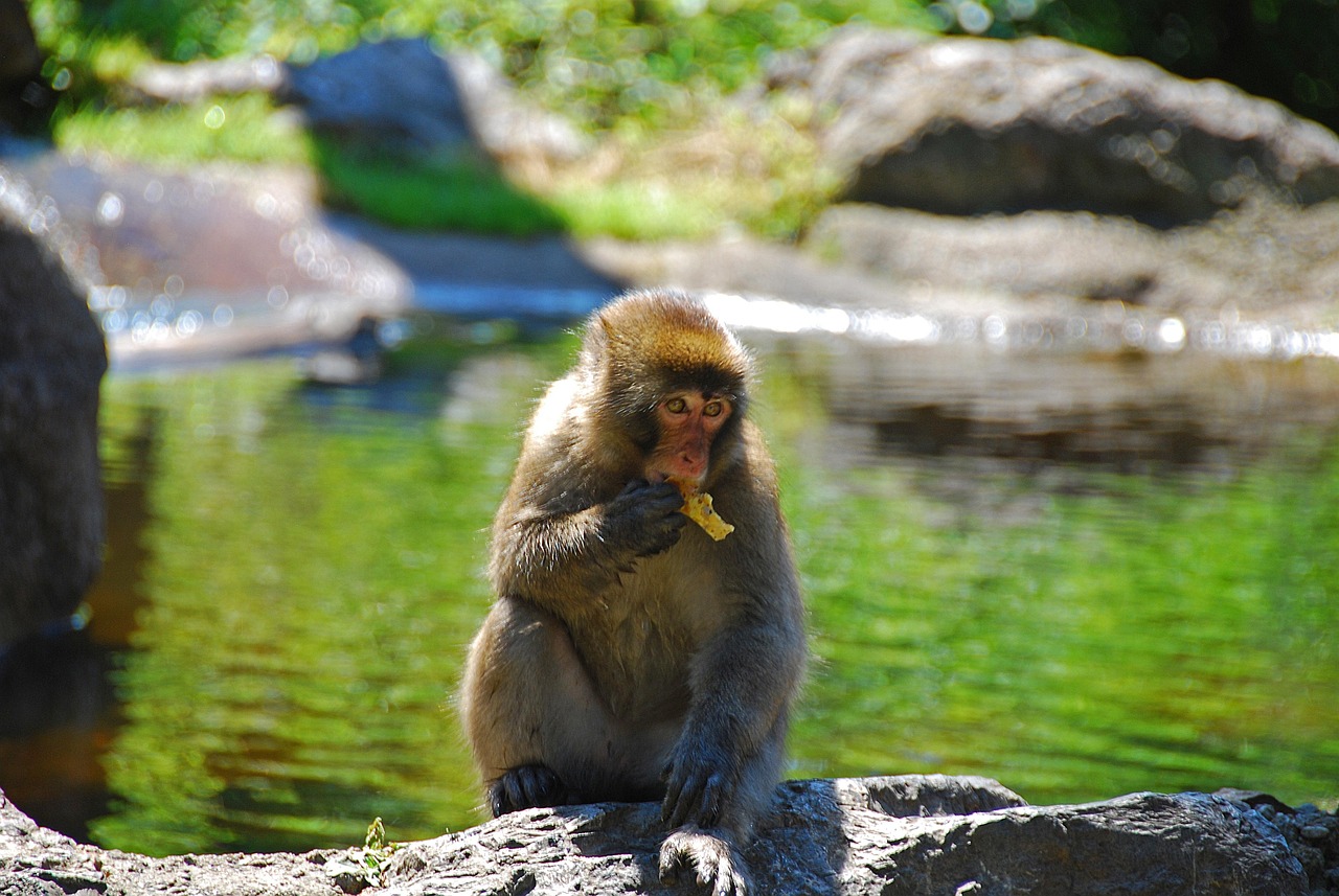 Ape Makake Sri Lanka - Free photo on Pixabay - Pixabay