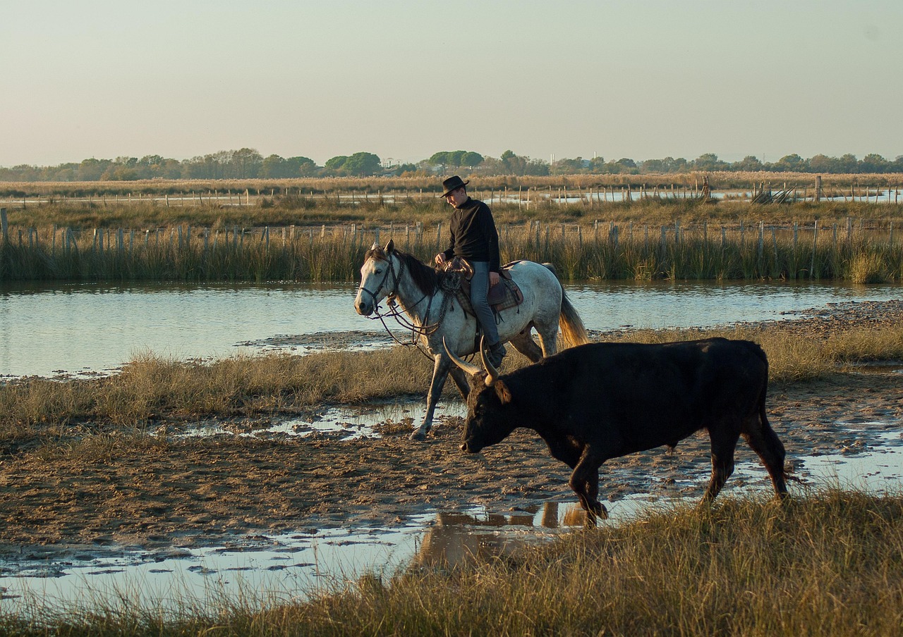 France Camargue Taureau - Photo gratuite sur Pixabay - Pixabay
