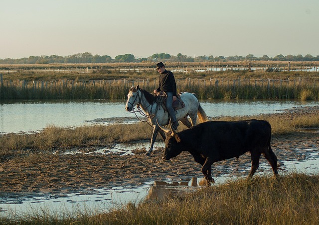 France Camargue Bull - Free photo on Pixabay