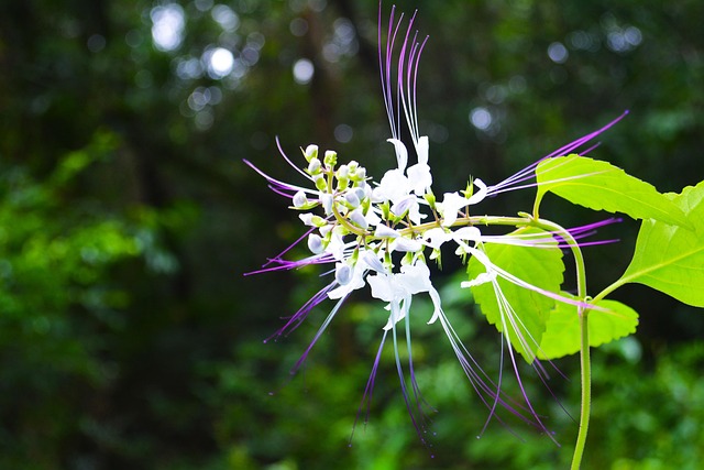 Khmer Cambodia Lonely Flower - Free photo on Pixabay - Pixabay