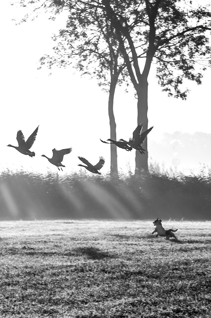 Dog To Hunt Cold Black And - Free photo on Pixabay - Pixabay
