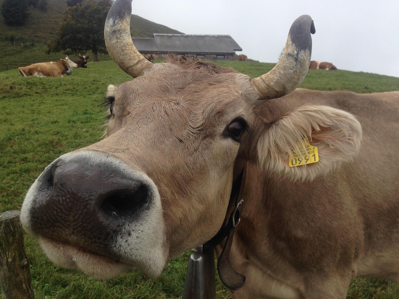 Alpes Pâturage Vache - Photo gratuite sur Pixabay - Pixabay