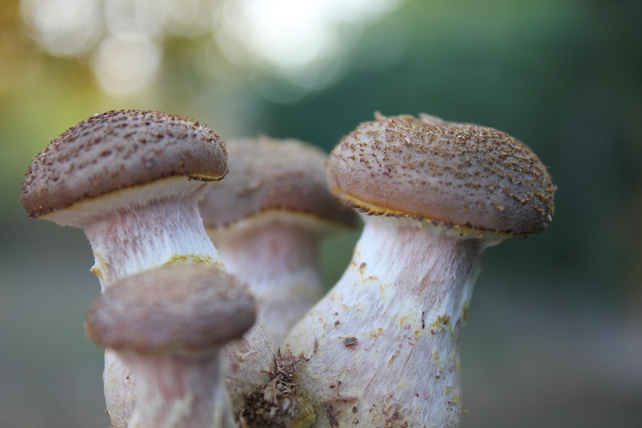 Steinpilze Skala - Kostenloses Foto auf Pixabay - Pixabay