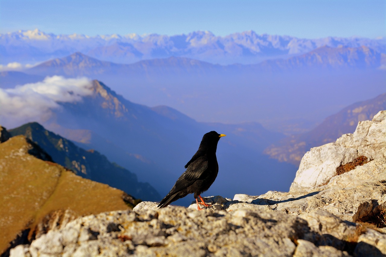 Blackbird Bird Mountain - Free photo on Pixabay - Pixabay