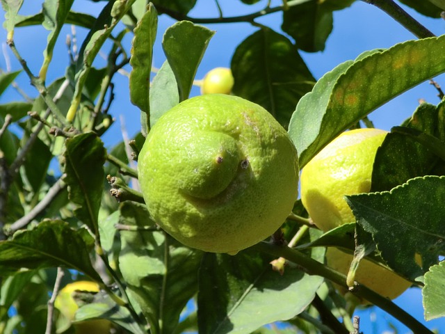 Food Lemon Acid - Free photo on Pixabay - Pixabay