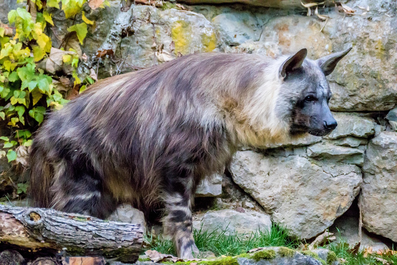 Hyena Cap Africa - Free photo on Pixabay
