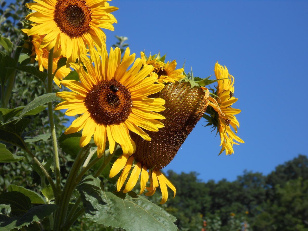 Sunflowers Fall Yellow - Free photo on Pixabay