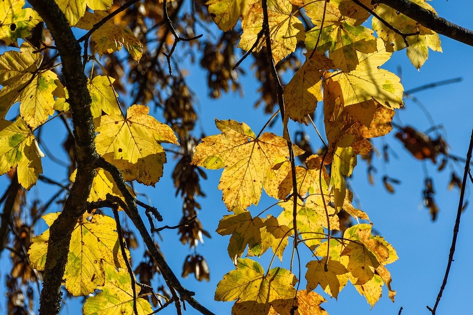 Laubbaum Herbst November - Kostenloses Foto auf Pixabay - Pixabay