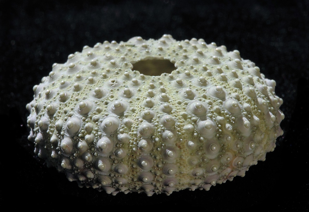 100,000+ Free Sea Urchin & Sea Photos - Pixabay
