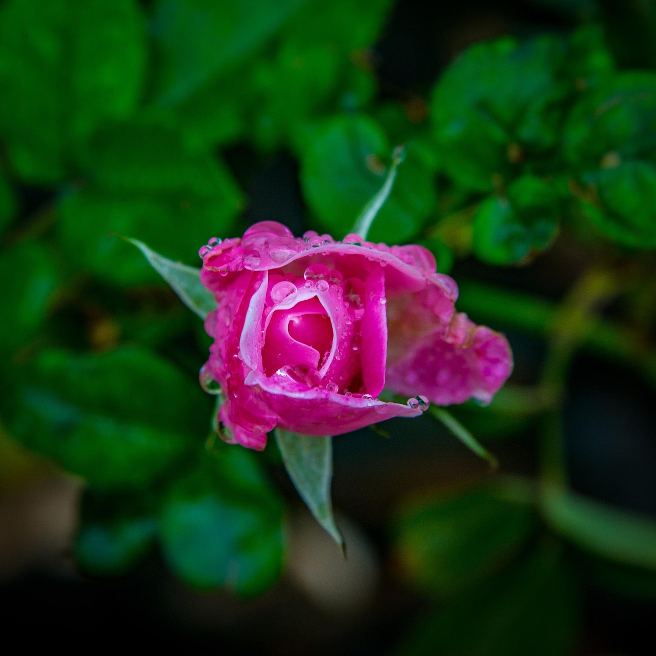 Roos Natuur Plant - Gratis foto op Pixabay - Pixabay