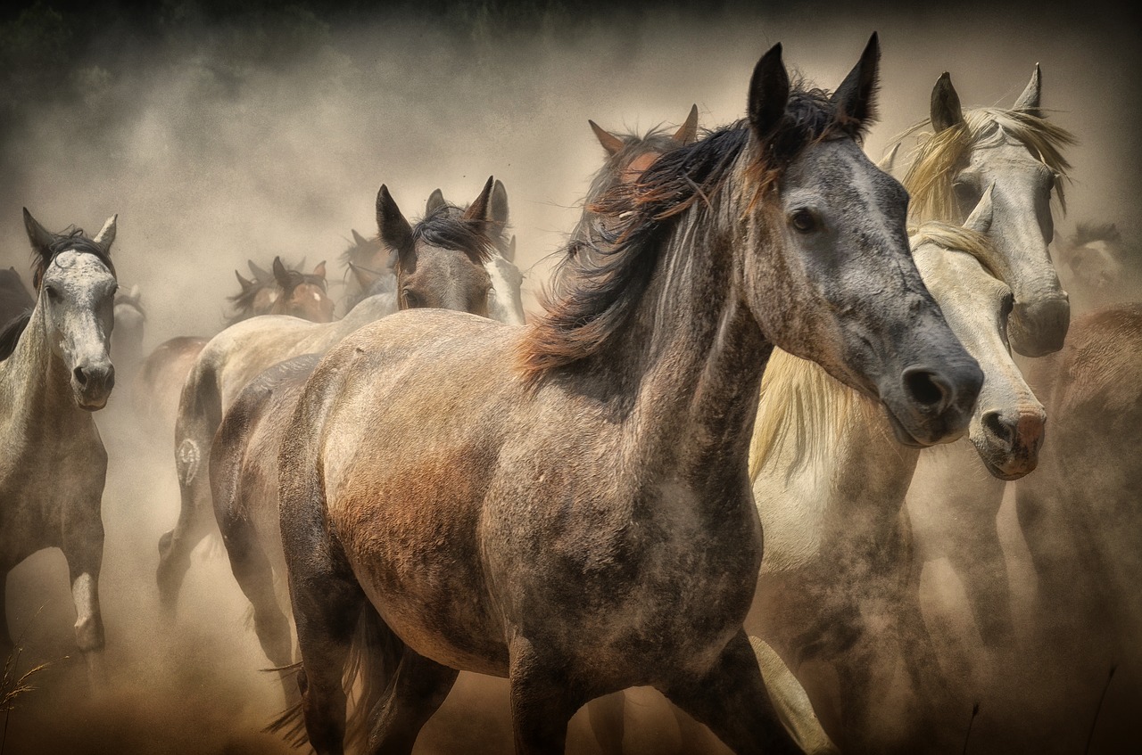 Naturaleza Caballos Animales 6953660 5,926 Imágenes, Fotos De Stock,