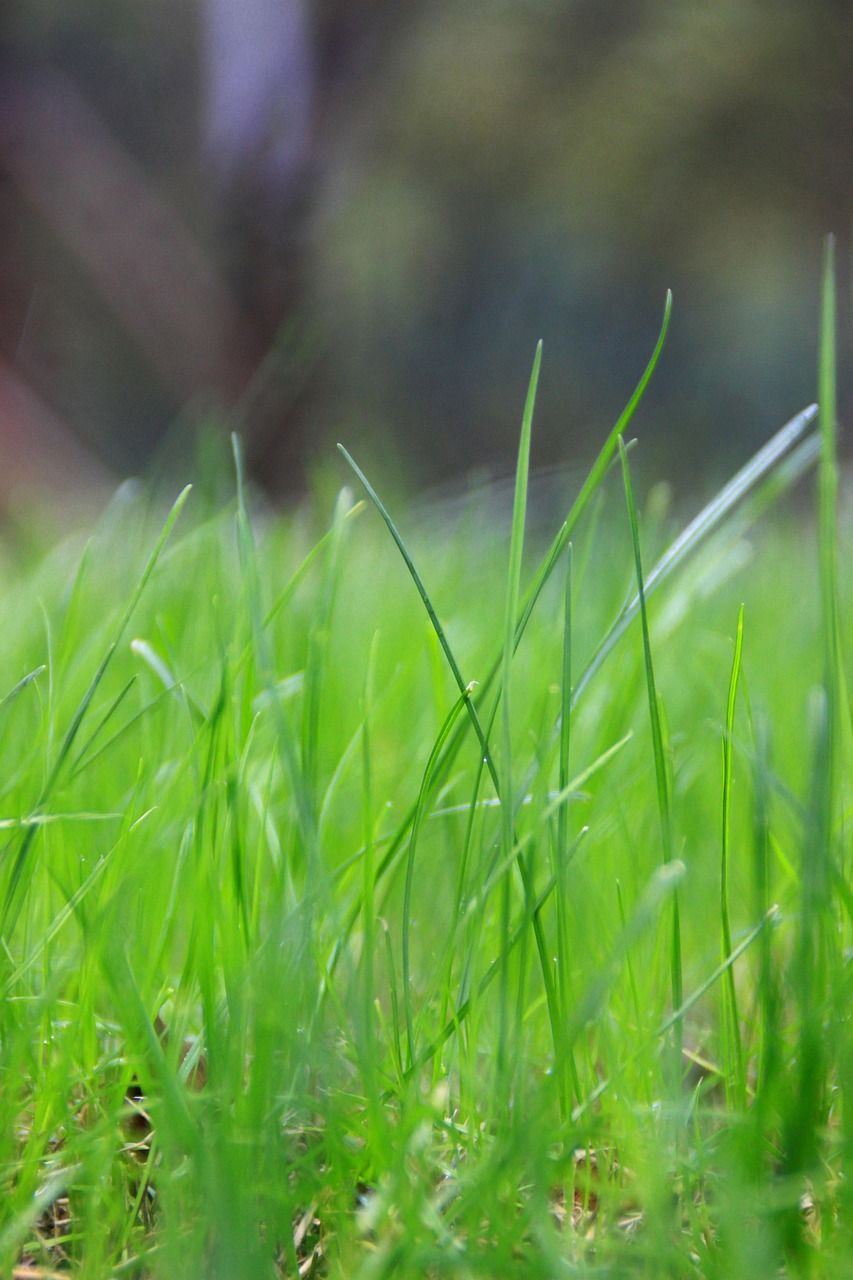 Hierba Verde Praderas - Foto gratis en Pixabay - Pixabay