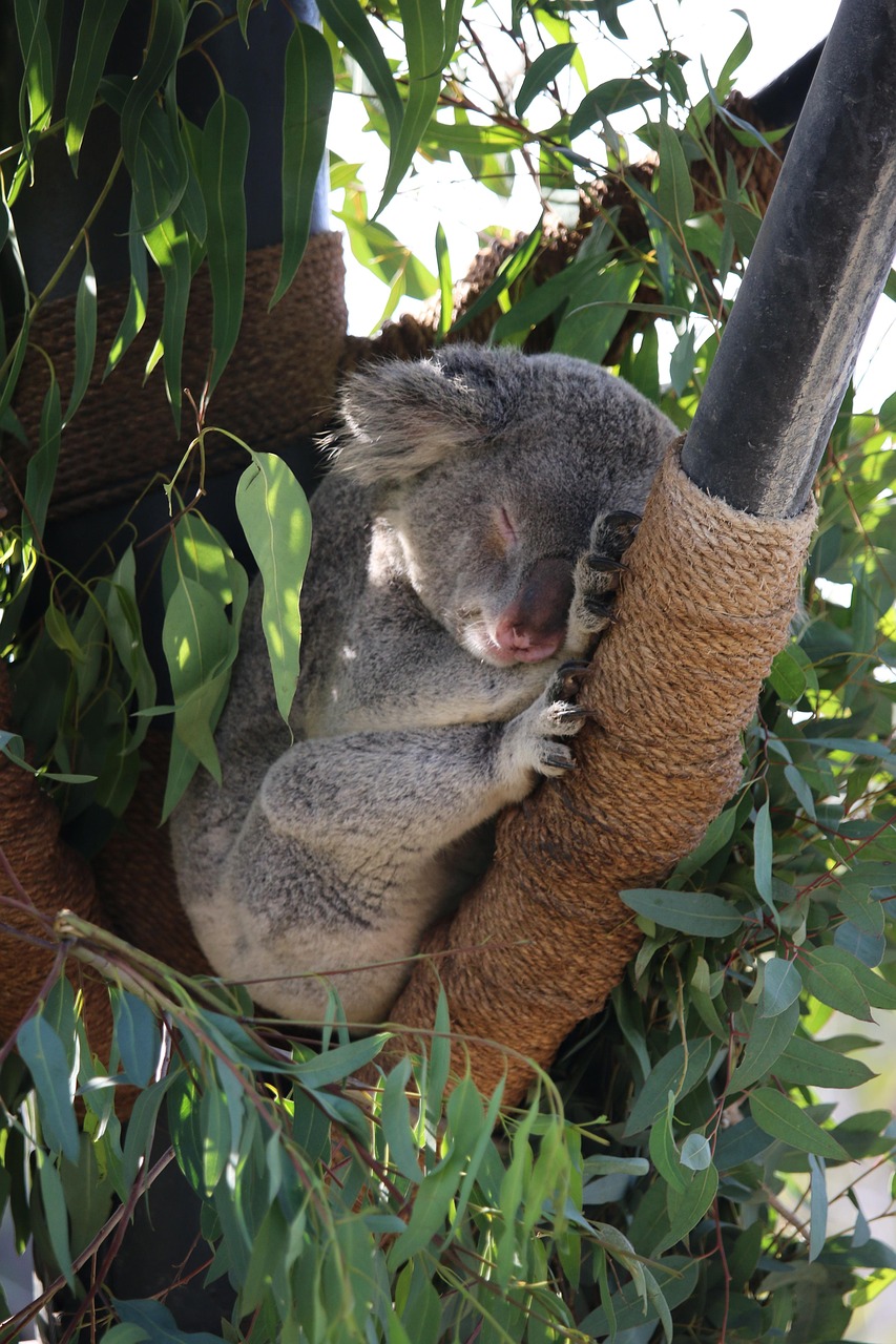 Koala Zoo San - Free photo on Pixabay - Pixabay