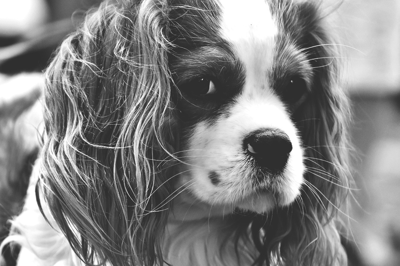 Dog Cavalier King Charles Spaniel - Free photo on Pixabay - Pixabay