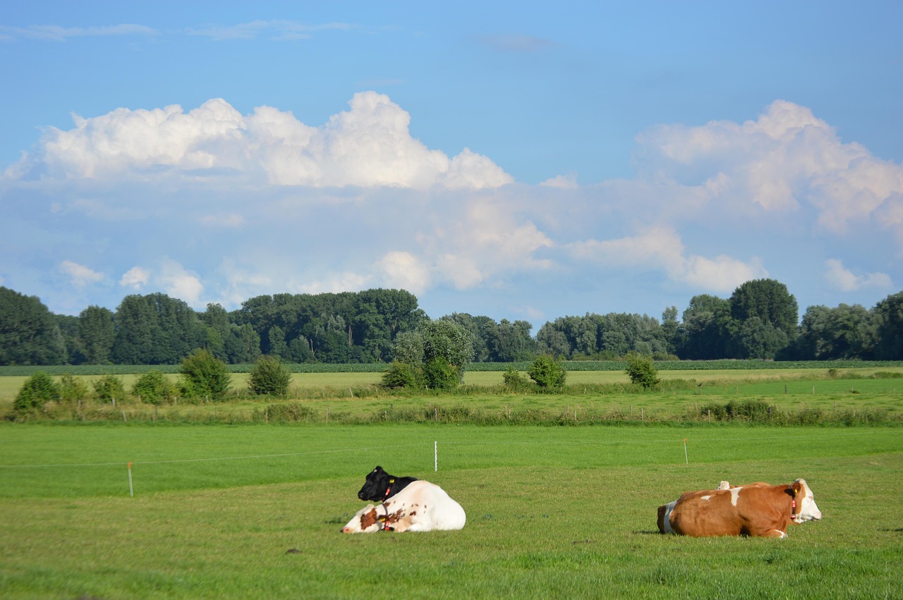 Landscape Pasture Cows - Free photo on Pixabay - Pixabay