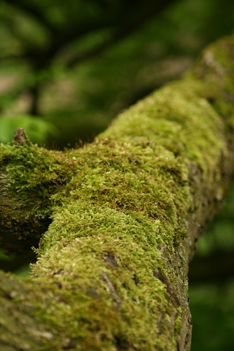 Tree Moss Tribe - Free photo on Pixabay - Pixabay
