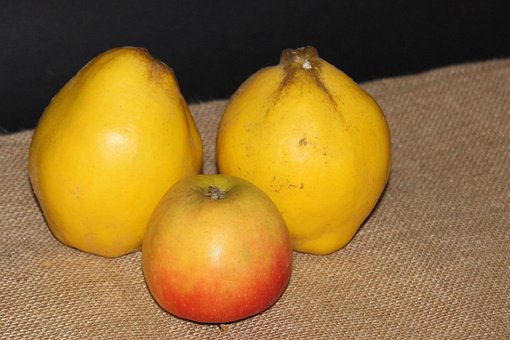 Plus de 8 images de Poire-Coing et de Coing - Pixabay