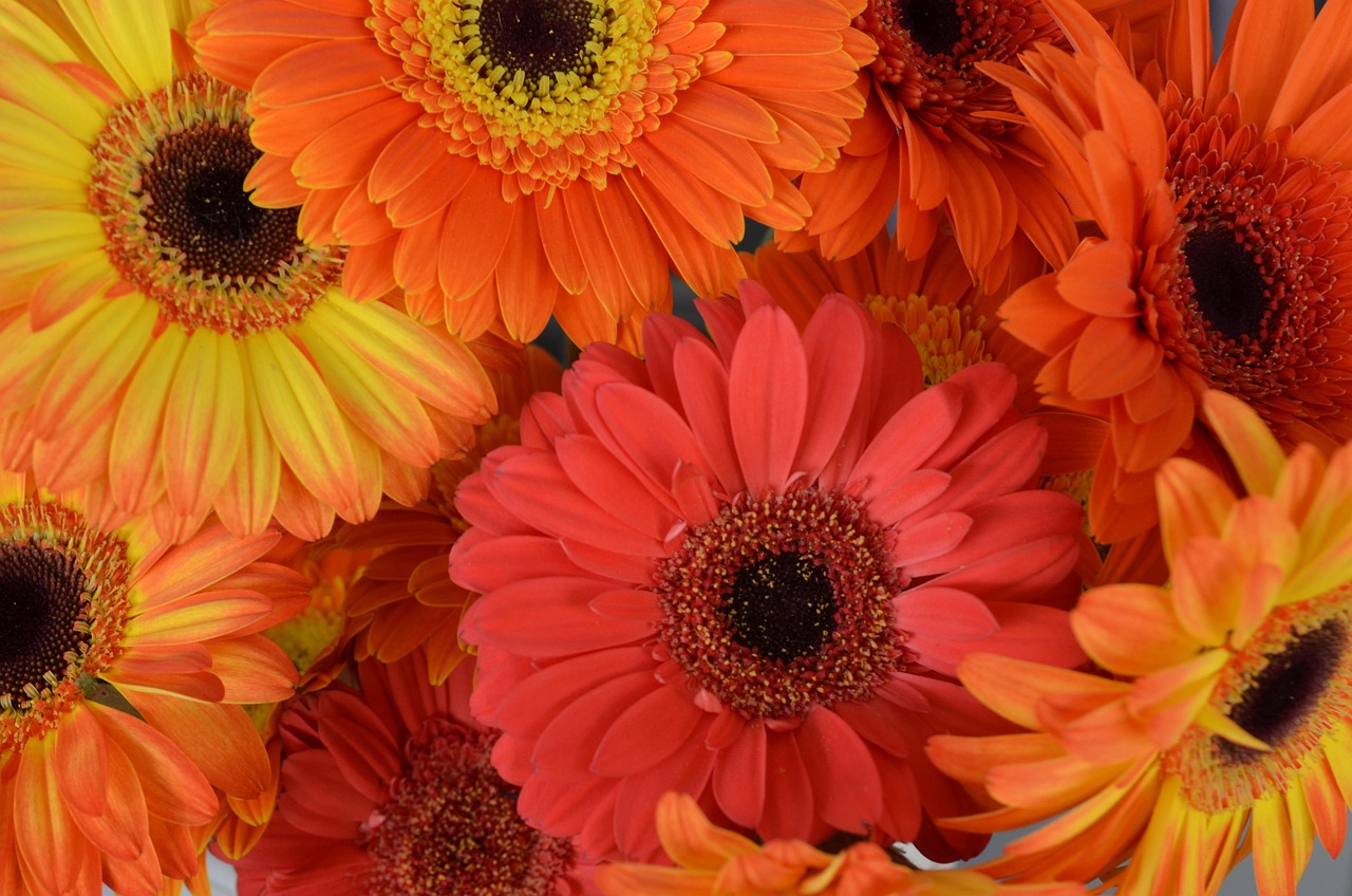 Daisy Of Transvaal Flowers - Free photo on Pixabay