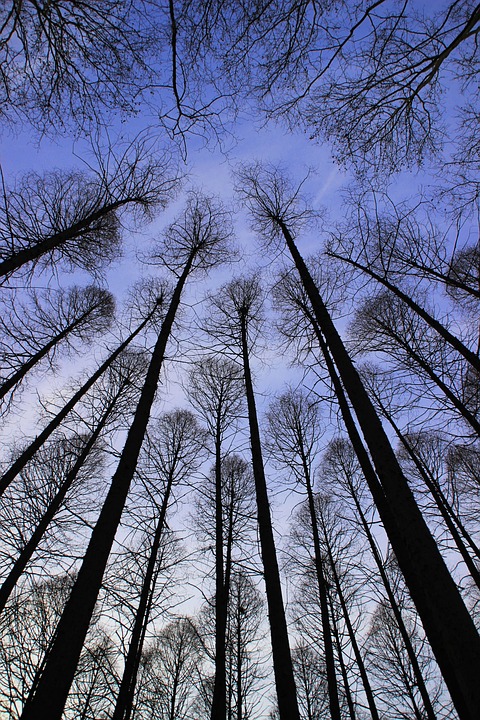 Metasequoia Glyptostroboides Strom - Fotografie zdarma na Pixabay