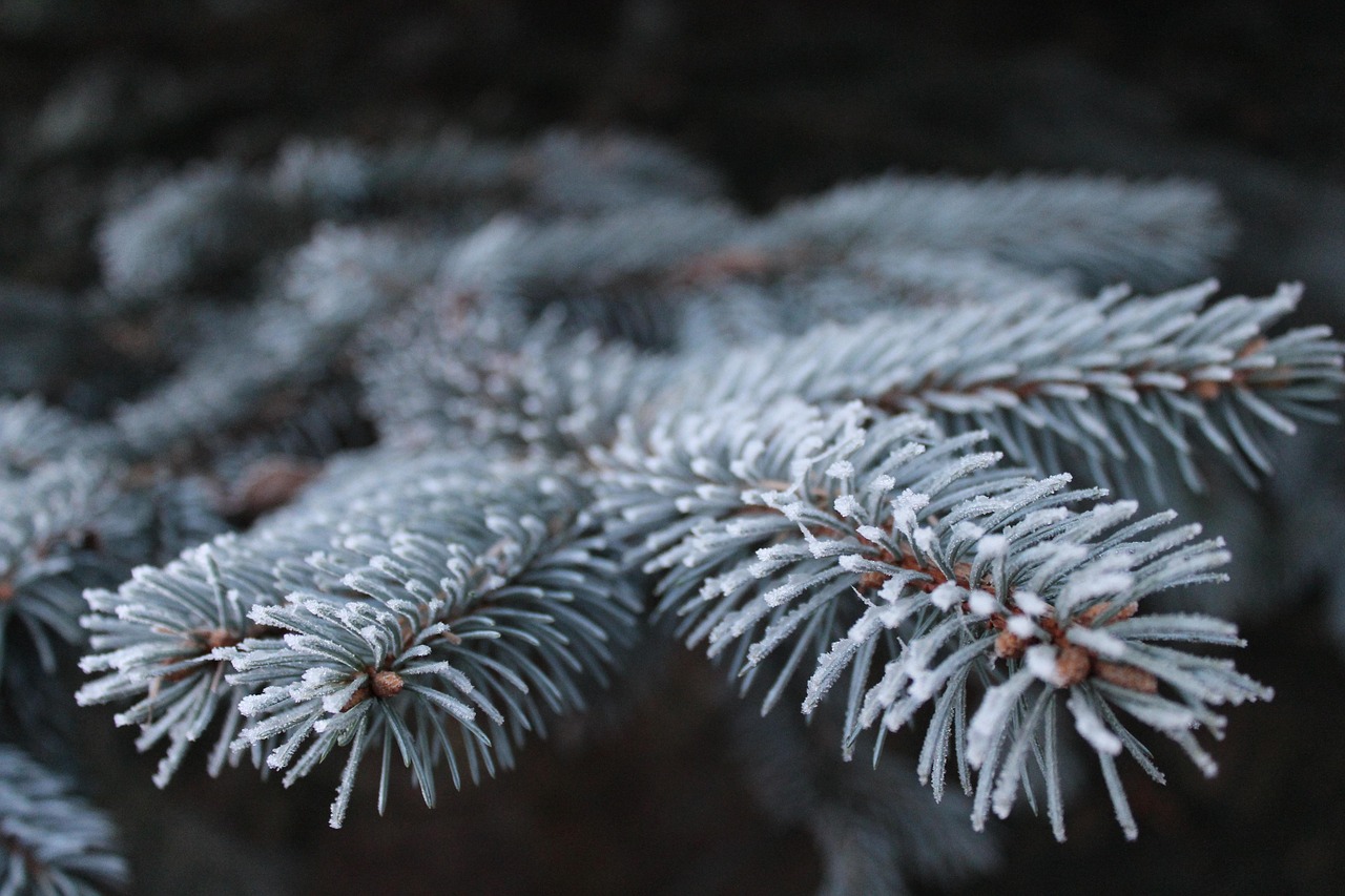 Frost Branch Pine - Free photo on Pixabay