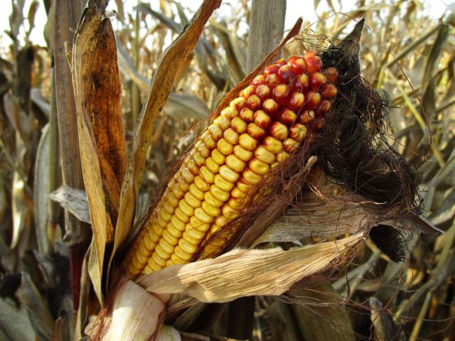 1,000+ Free Corn Field & Corn Photos - Pixabay