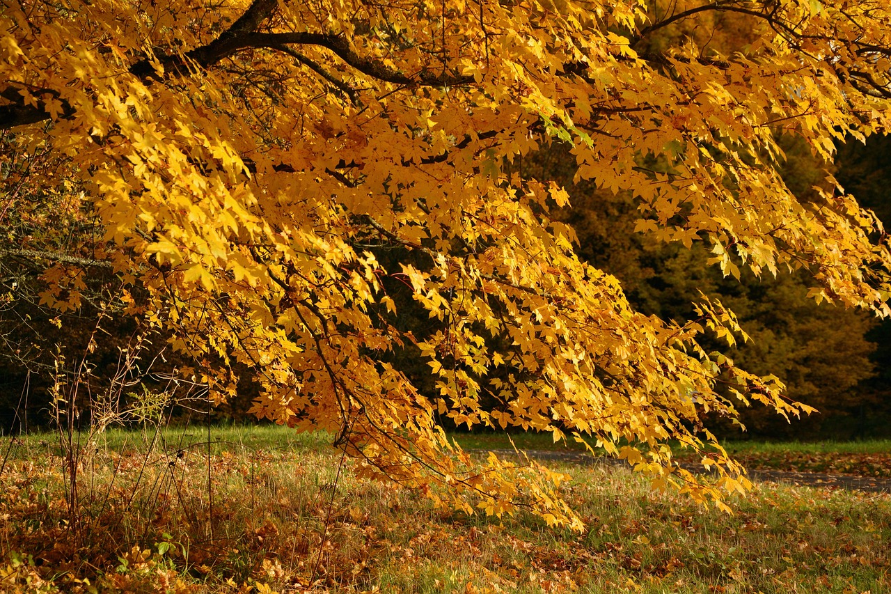 Autumn Tree Foliage Coloring Fall - Free photo on Pixabay - Pixabay
