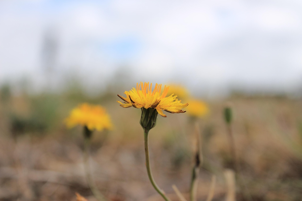 60+ Free Nurture & Nurturing Images - Pixabay