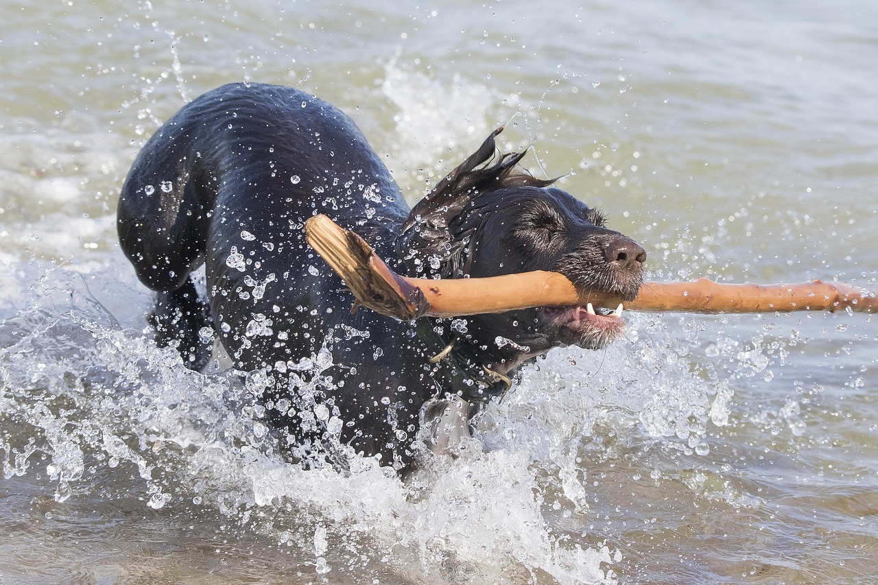 Dog Water Spray - Free photo on Pixabay - Pixabay
