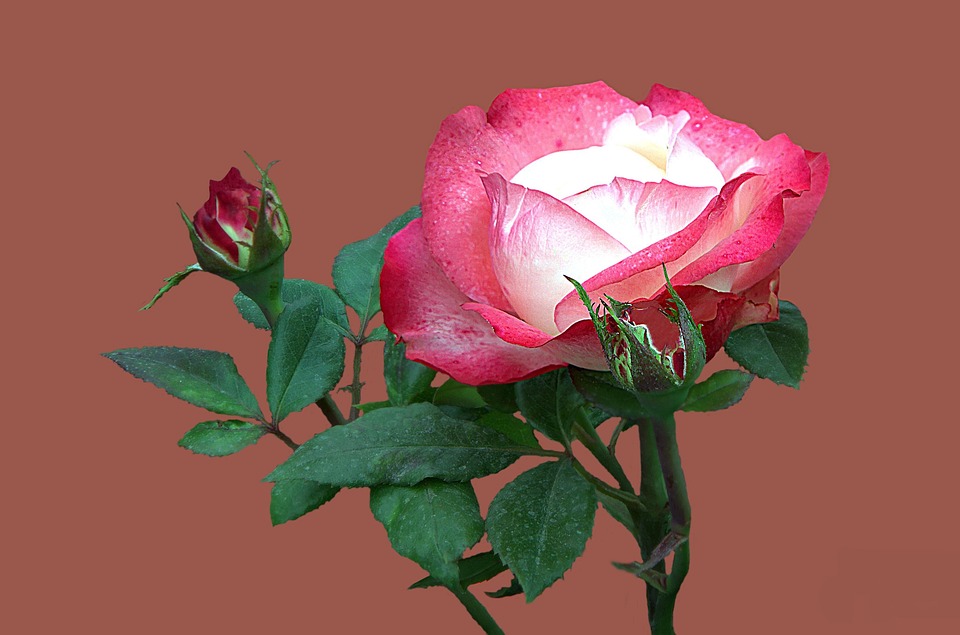 Noble Rosa Jardín De Rosas Bad - Foto gratis en Pixabay - Pixabay