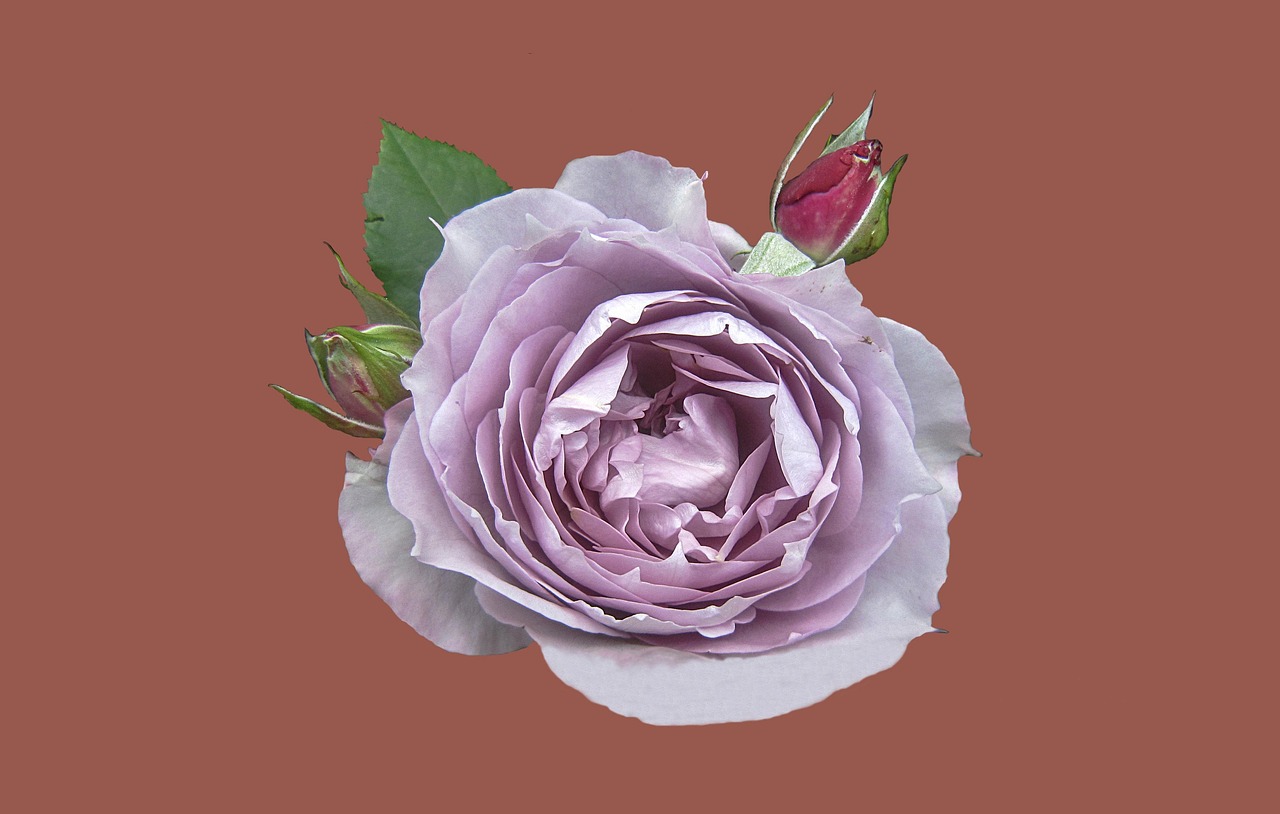 Noble Rosa Jardín De Rosas Bad - Foto gratis en Pixabay - Pixabay