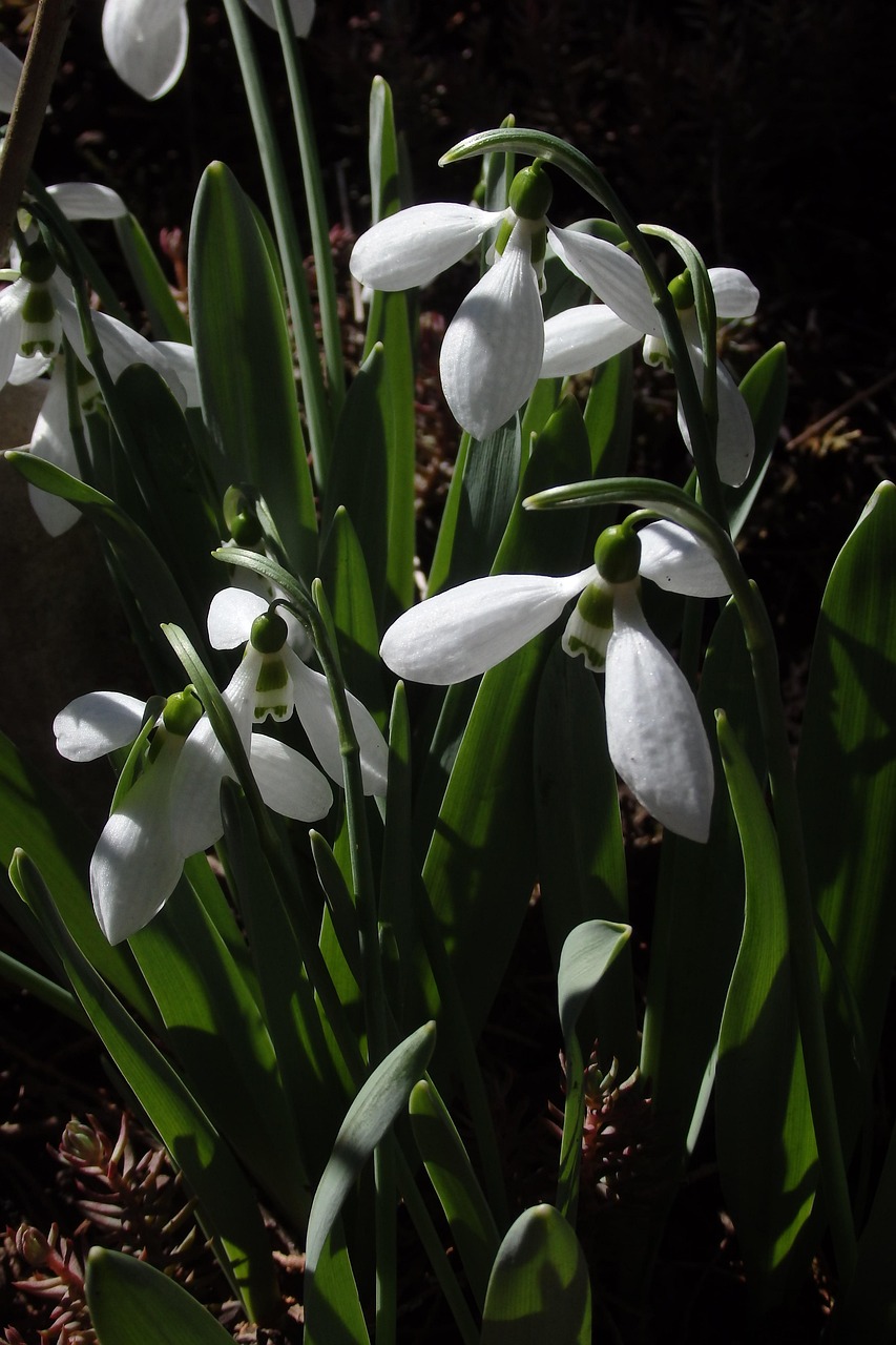 Snowdrop Spring - Free photo on Pixabay