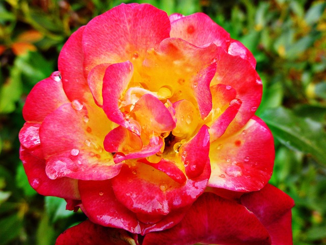 Flower Autumn Rose - Free photo on Pixabay - Pixabay
