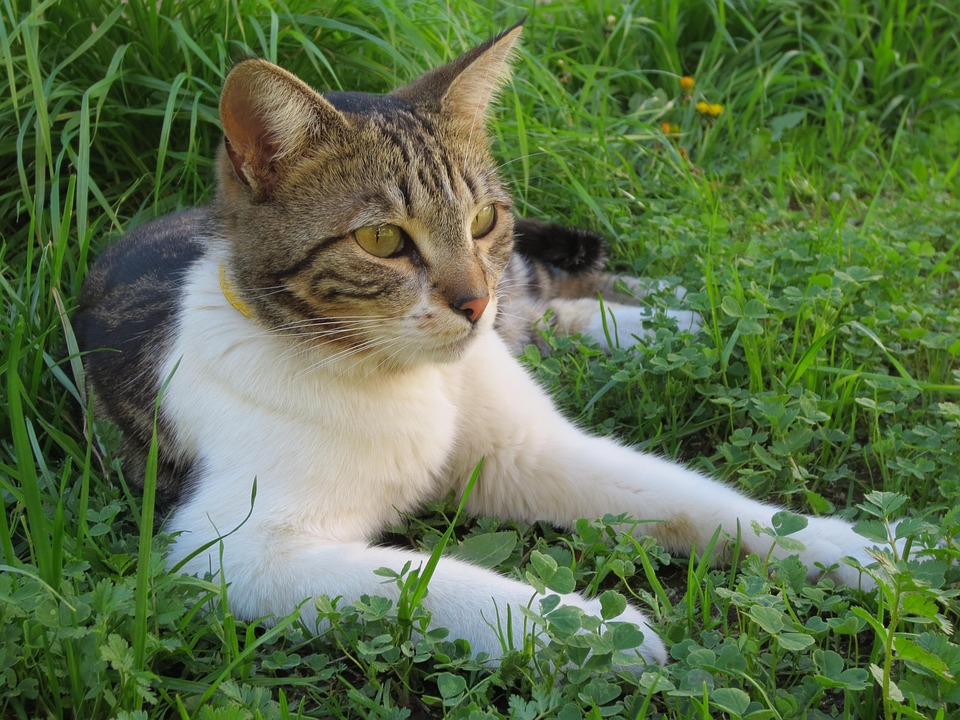 Gato Natureza Descanso - Foto gratuita no Pixabay - Pixabay