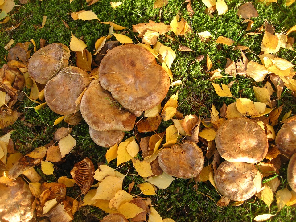 Bald Frills Many Mushrooms - Free photo on Pixabay