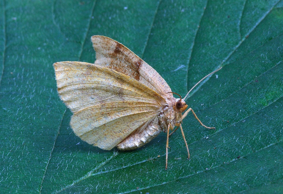 Moth Close Up Nature - Free photo on Pixabay - Pixabay