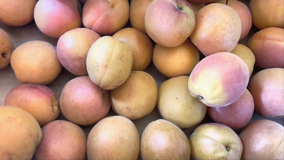 Fruit Abricots Abricot - Photo gratuite sur Pixabay - Pixabay