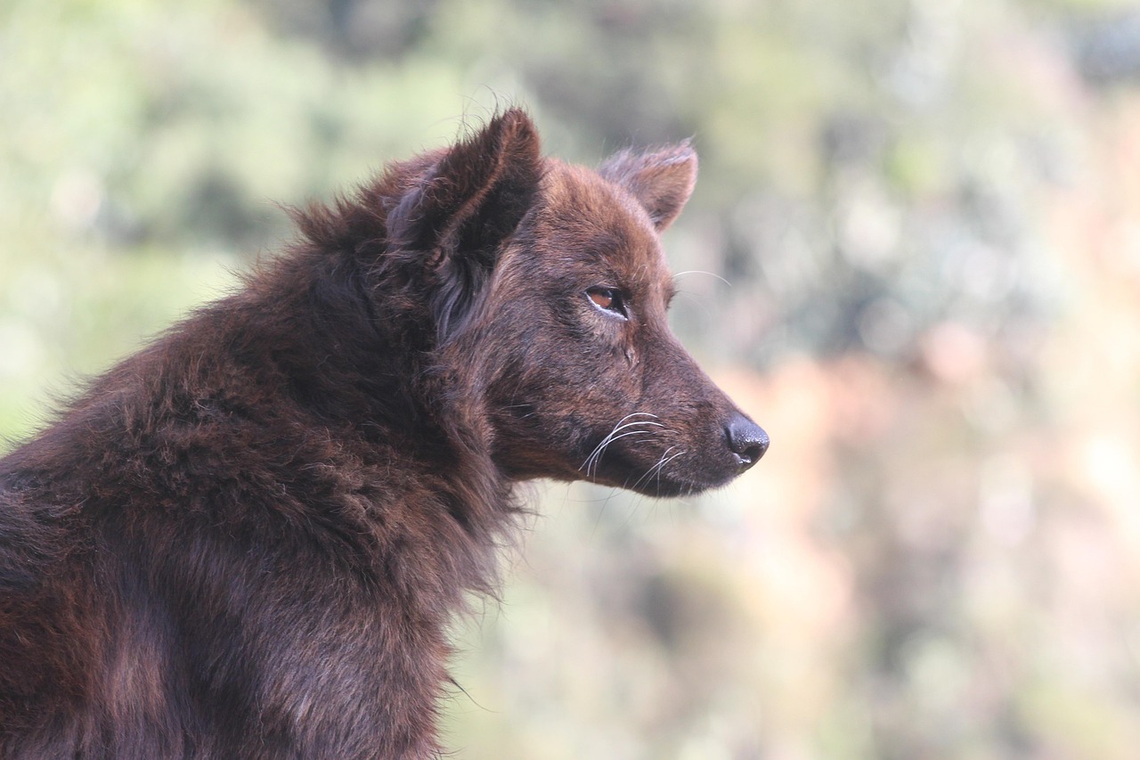 Dog Animal Profile - Free photo on Pixabay
