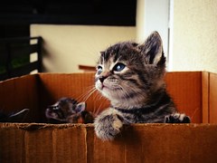 Baby Cat Kitten Grumpy Maine · Free photo on Pixabay