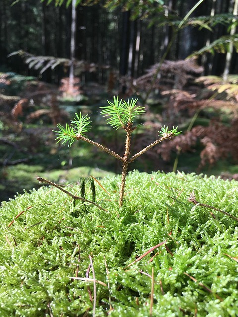 Seedling Scion Forest - Free photo on Pixabay